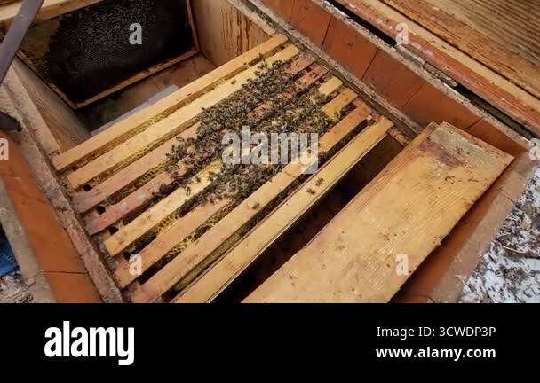 A beekeeper inspecting a bee colony in a wooden hive during the winter season, using a smoker ...