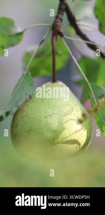 A close-up captures a single, vibrant green pear, speckled with subtle ...