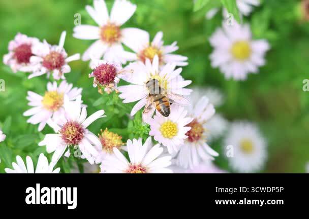 A bee busy collecting pollen from the beautiful white and purple daisy ...