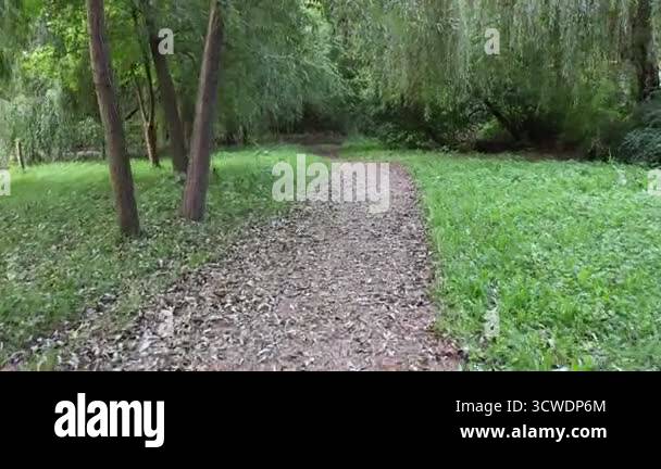 Wander through a tranquil forest path lined with weeping willow trees ...