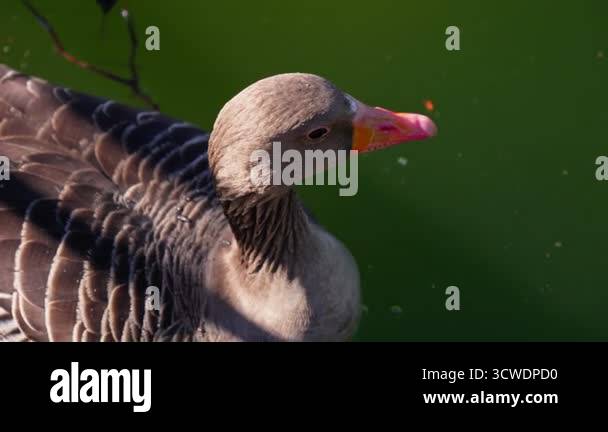 A beautiful goose glides gracefully across the tranquil green waters ...