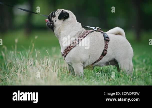 A cute pug looks at its owner and then runs towards the camera. Slow ...