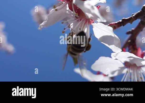 Macro video Honey Bee Pollinating Spring Tree White Flowers Blooming Blossoms. Slow Motion ...