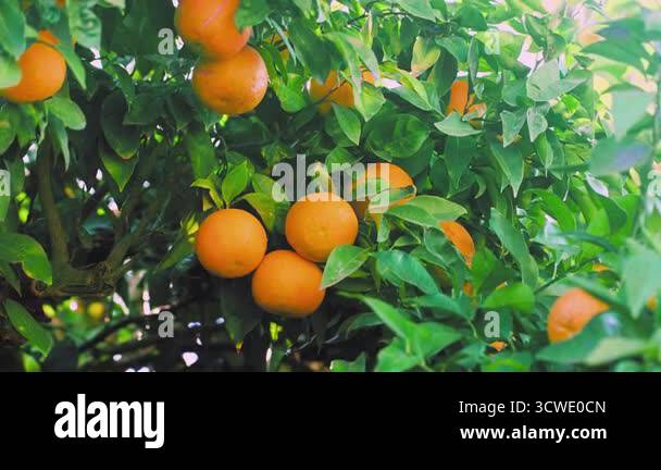 Multiple oranges grouped together in the thick foliage of a citrus tree ...