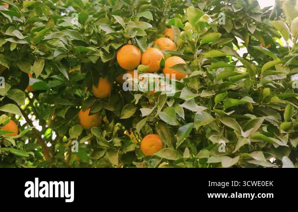 Orange tree full of ripe fruits in sunlight. High quality 4k footage ...