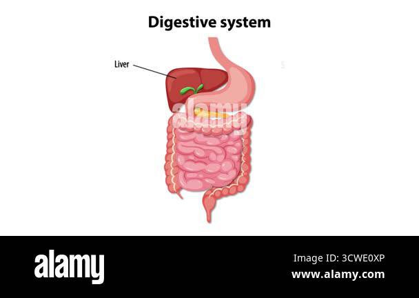 Detailed visualization human digestive system Stock Videos & Footage ...