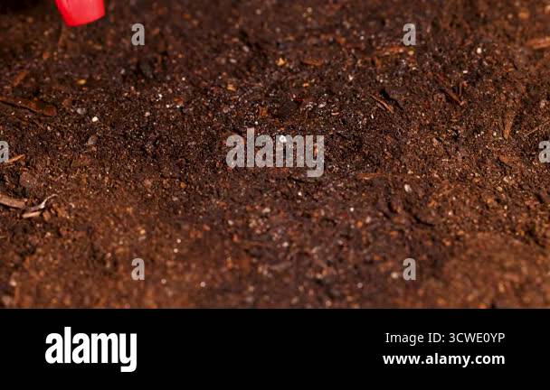 A red spray bottle moistens dark soil, highlighting water droplets and ...