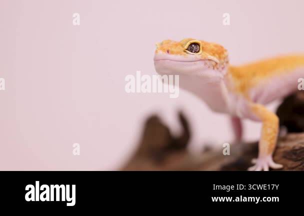 A leopard gecko moves across driftwood, captured in soft, warm lighting ...
