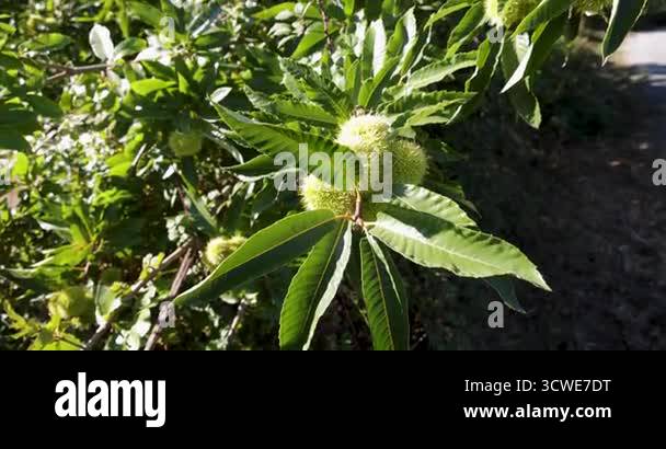 A chestnut tree with green leaves and nuts hanging from it. The ...