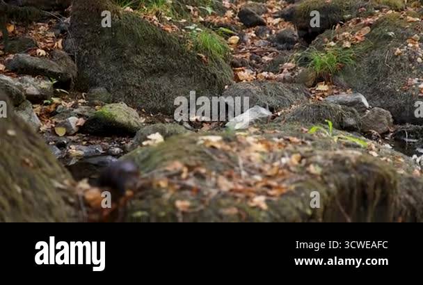 American mink running on rocks Stock Videos & Footage - HD and 4K Video ...