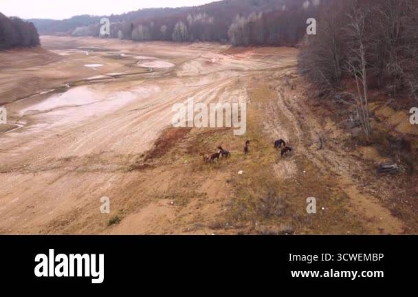 Horses graze on a dry lakebed near Mavrovo, North Macedonia. The dry ...