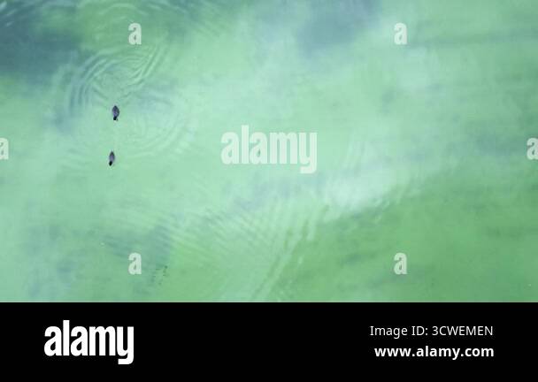 Two ducks swim calmly in clear green water, creating ripples. Algae ...
