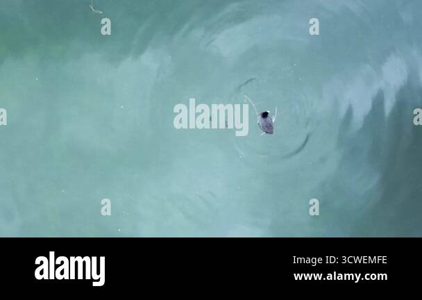 Ducks swimming in clear green water. Top down view of ducks on the ...