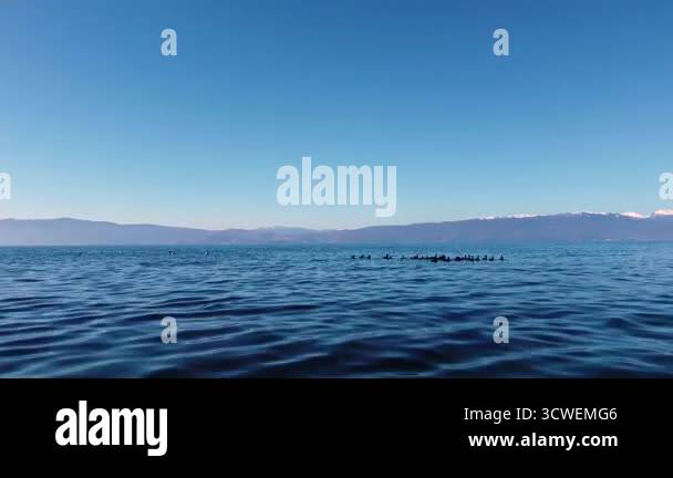 Ducks swimming on a clear lake with mountains and a clear sky in the ...
