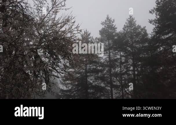 Fog envelops a stunning plum tree, showcasing delicate blossoms while ...