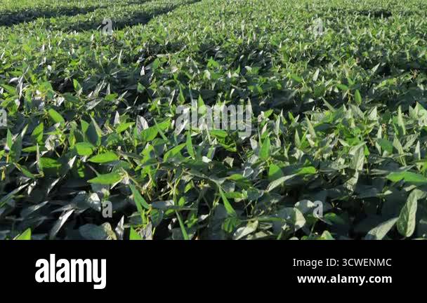 Field readiness Stock Videos & Footage - HD and 4K Video Clips - Alamy