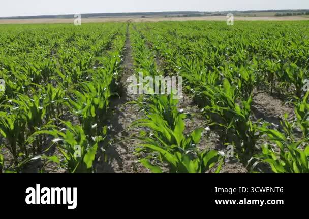 Corn seedlings thrive in rows across a spacious field, ready for future ...