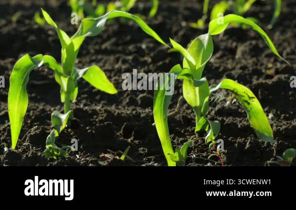 Corn plants are growing steadily in a rural field, showcasing their ...