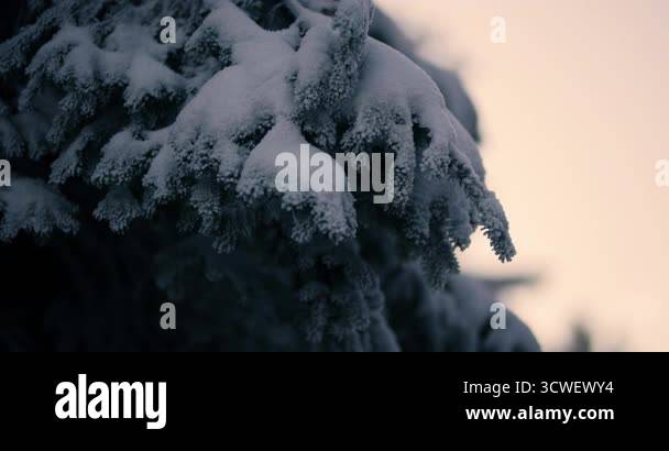 Close-up shot of snow-covered pine tree branches. Winter, cold, nature ...
