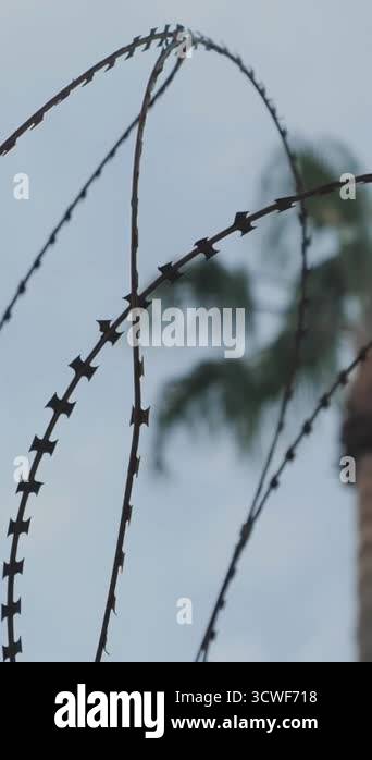 Metal fence with sharp barbed wire against blue sky and palm tree ...