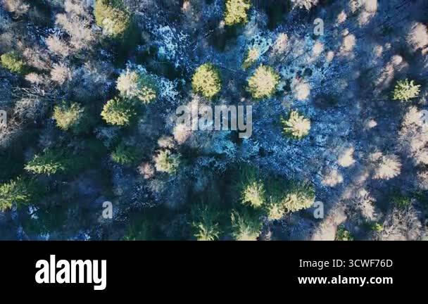 Top view of pine tree forest covered in snow. Drone flying over snowy forest in Black Forest ...