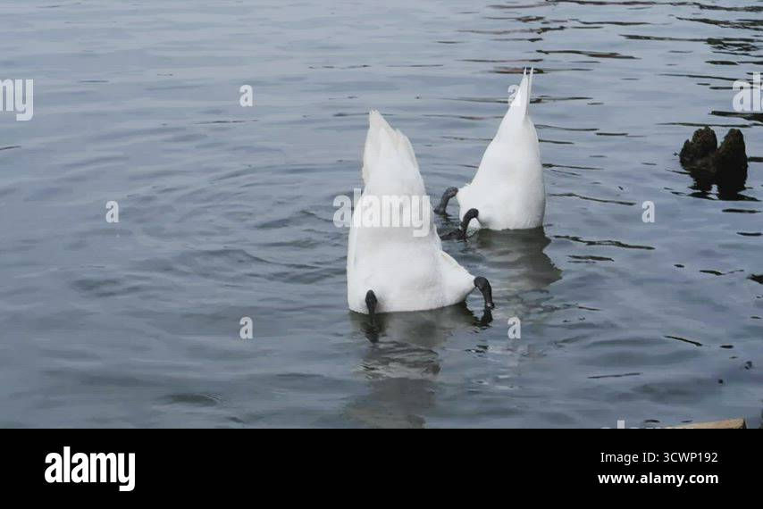 Thames swans Stock Videos & Footage - HD and 4K Video Clips - Alamy