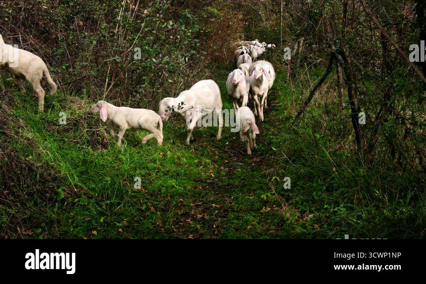 Herd of goats on pasture walking an alpine mountain path Stock Video ...