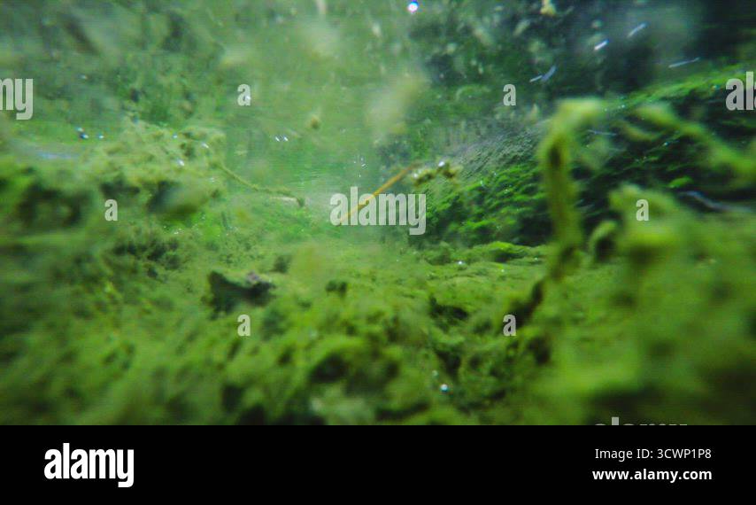 Underwater stream flow seaweed on Stock Videos & Footage - HD and 4K ...