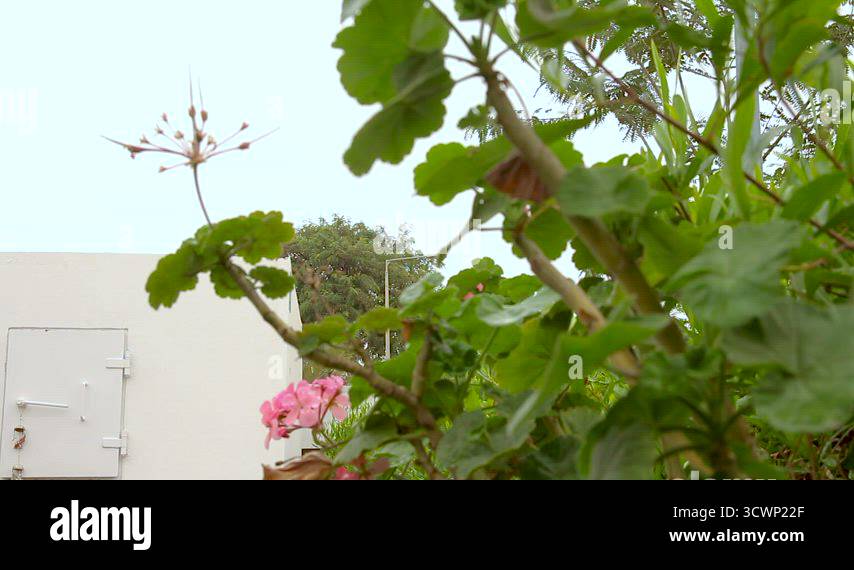 Mobile bomb shelter inside a home garden in Israel Stock Video Footage ...