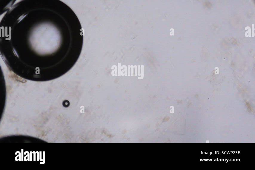 Water bubbles under the microscope Stock Video Footage - Alamy