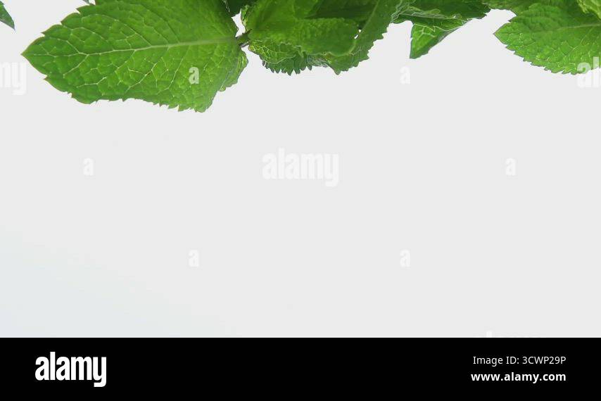 Close up fresh green mint leaves floating in water Stock Video Footage ...
