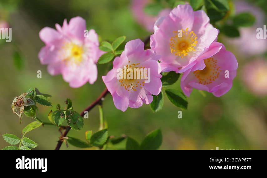 Dog rose bush in the breeze Stock Video Footage - Alamy