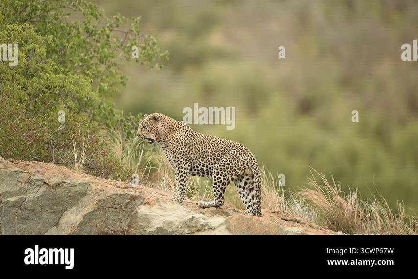 Leopard on the rock in the wilderness Stock Video Footage - Alamy