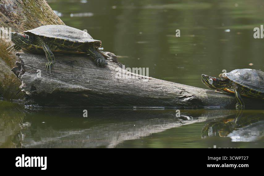 Pond sliders AKA Red Eared Terrapin Turtles - Trachemys scripta elegans ...