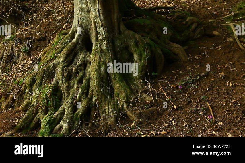 Interesting tree roots in the forest Stock Video Footage - Alamy