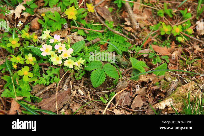 Spring flowers in the forest Stock Video Footage - Alamy