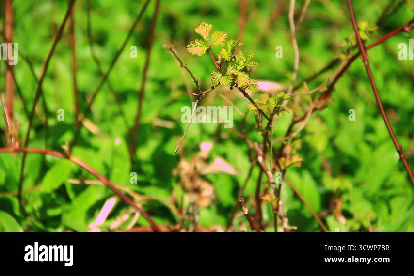 Branches waving in spring wind Stock Video Footage - Alamy