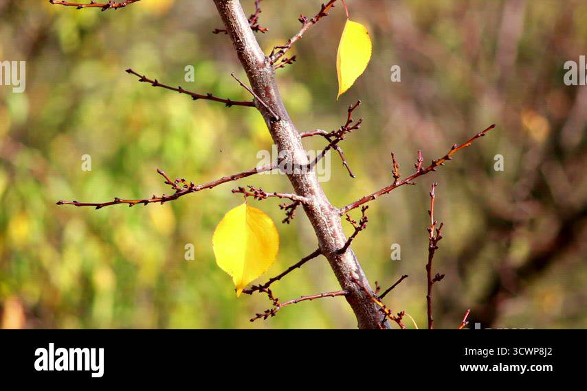 Autumn small leaves Stock Video Footage - Alamy
