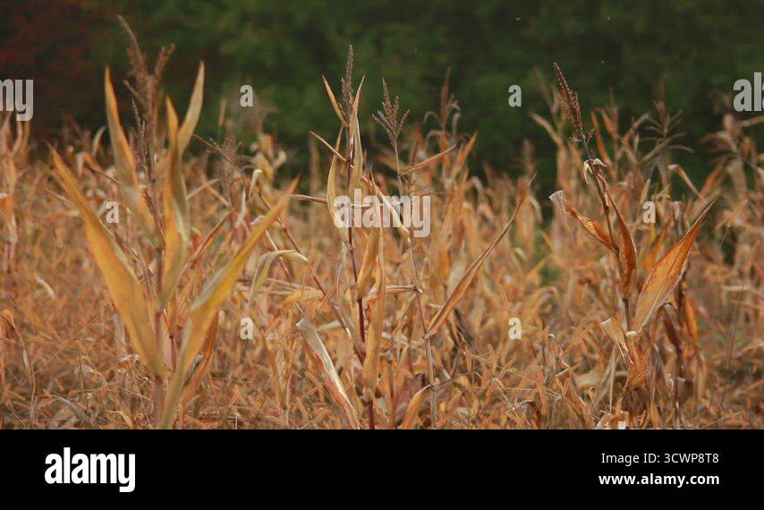 Old corn germ Stock Videos & Footage - HD and 4K Video Clips - Alamy