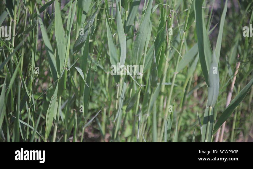 Arundo donax, common cane that grows spontaneously Stock Video Footage ...