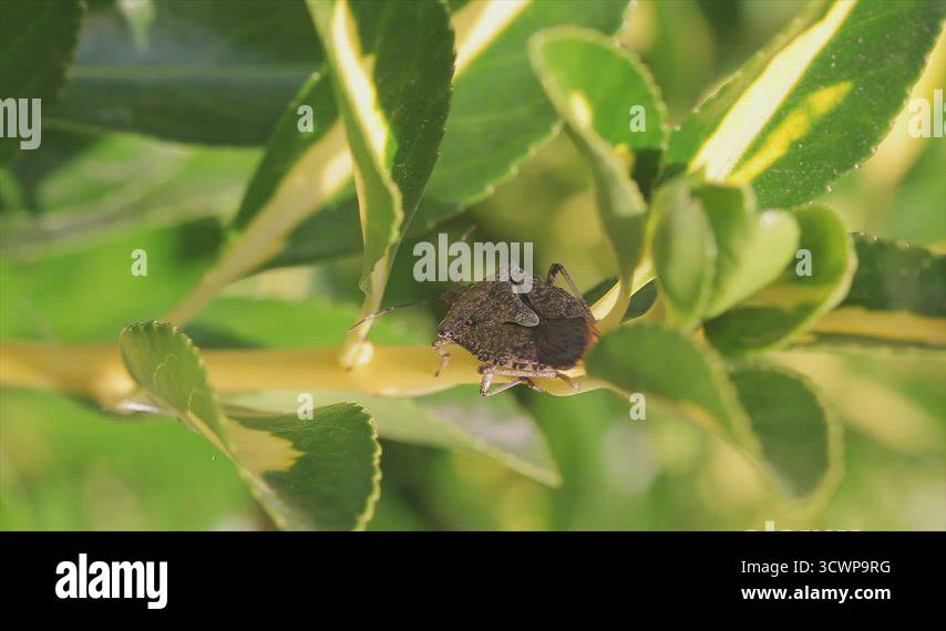 Smell insect Stock Videos & Footage - HD and 4K Video Clips - Alamy