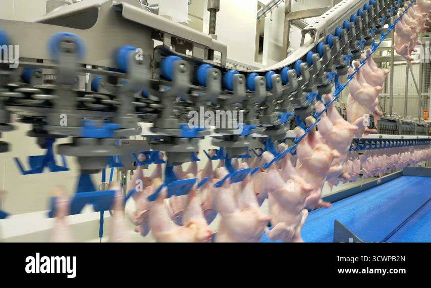 Poultry processing industry. Raw chicken meat production line. Poultry ...
