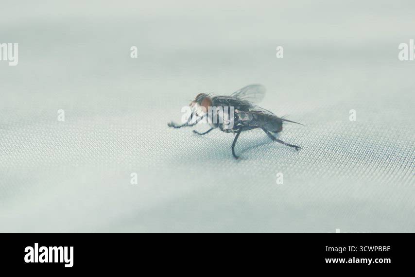 Forest floor cricket Stock Videos & Footage - HD and 4K Video Clips - Alamy