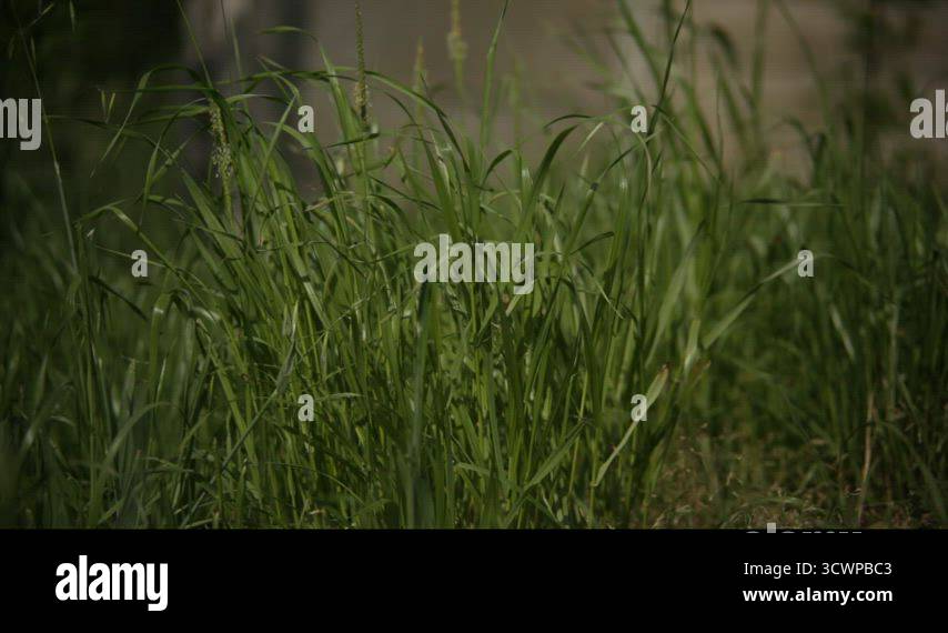 Blades of grass in a meadow moved by the spring breeze: a detail of ...