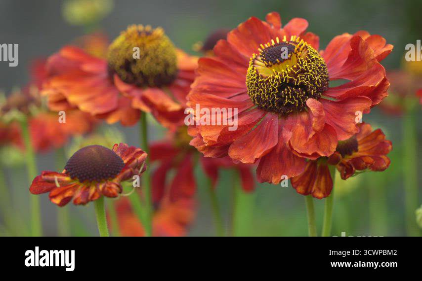 Flora helens flower helenium Stock Videos & Footage - HD and 4K Video ...