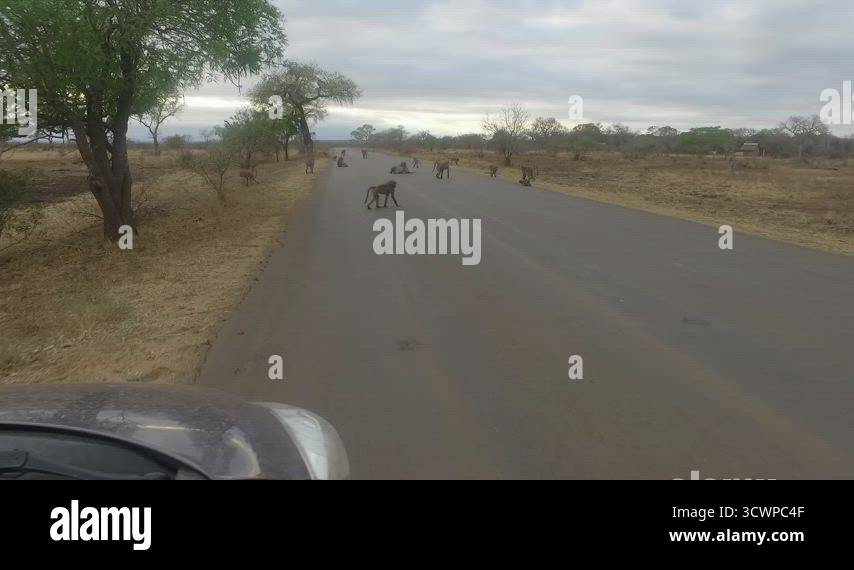 Baboon safari car Stock Videos & Footage - HD and 4K Video Clips - Alamy