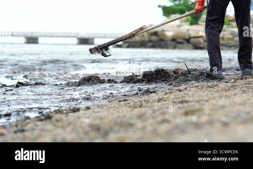 CHONBURI, THAILAND-AUGUST 13, 2018 : Volunteers use the rake to sweep ...