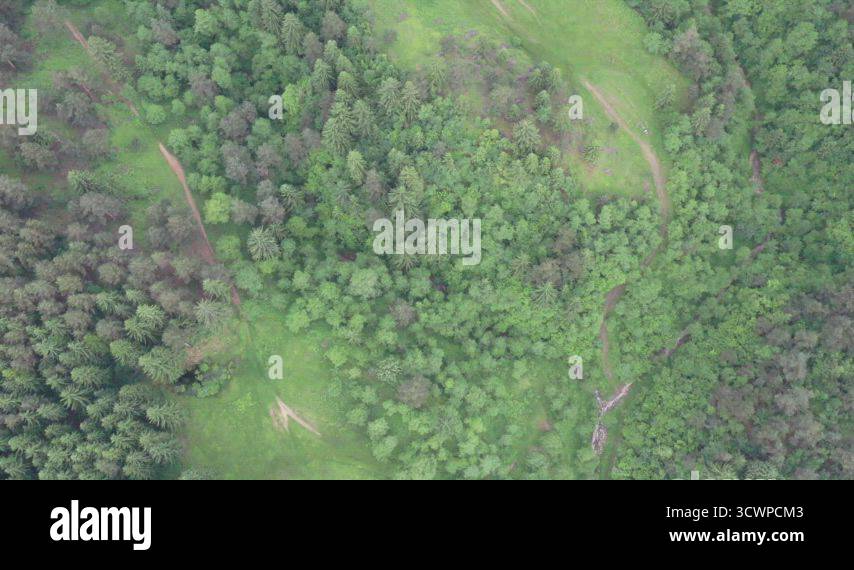 Green pasture and forest tree, viewed from above, summer aerial view ...