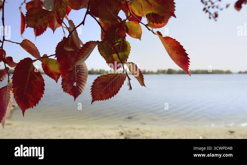 Red Elm Leaves Stock Video Footage - Alamy