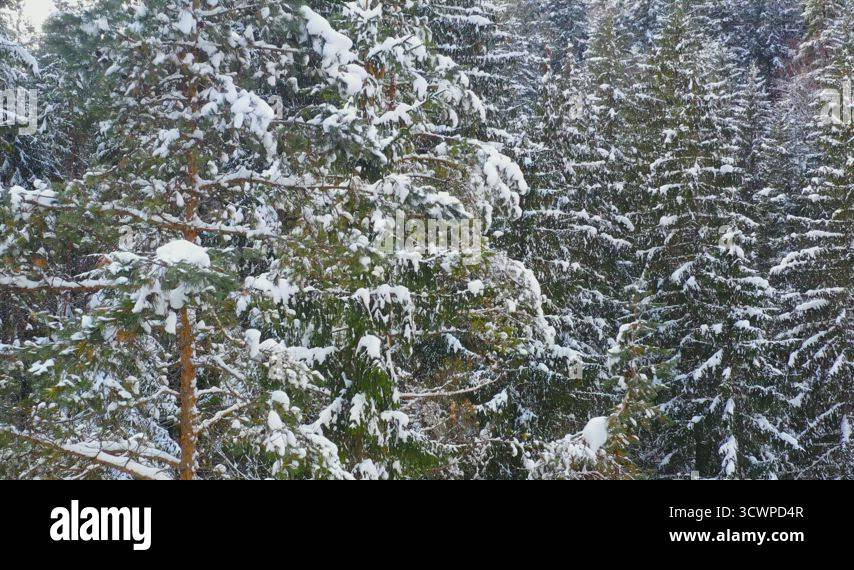 Evergreen trees frozen forest Stock Videos & Footage - HD and 4K Video ...